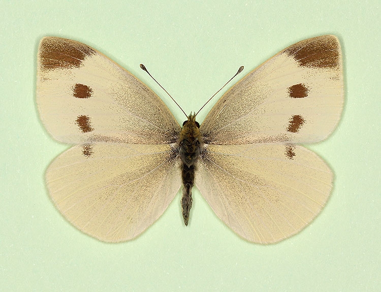 Small White (Pieris rapae) butterfly aberrations
