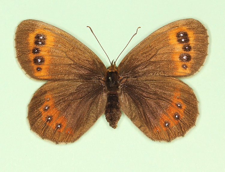 Scotch Argus (Erebia aethiops) butterfly aberrations