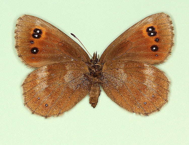 Scotch Argus (Erebia aethiops) butterfly aberrations