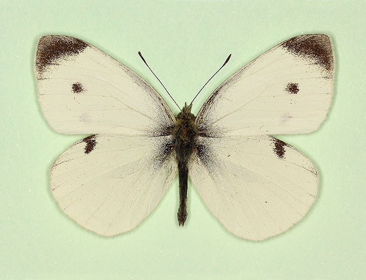 Small White (Pieris rapae) butterfly aberrations