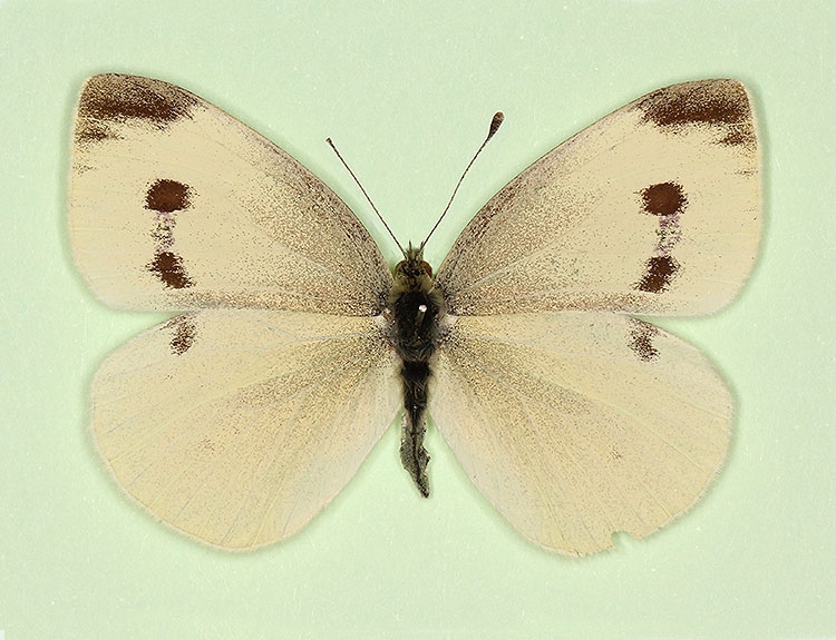 Small White (Pieris rapae) butterfly aberrations