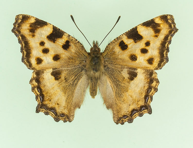 Large Tortoiseshell (Nymphalis polychloros) butterfly aberrations