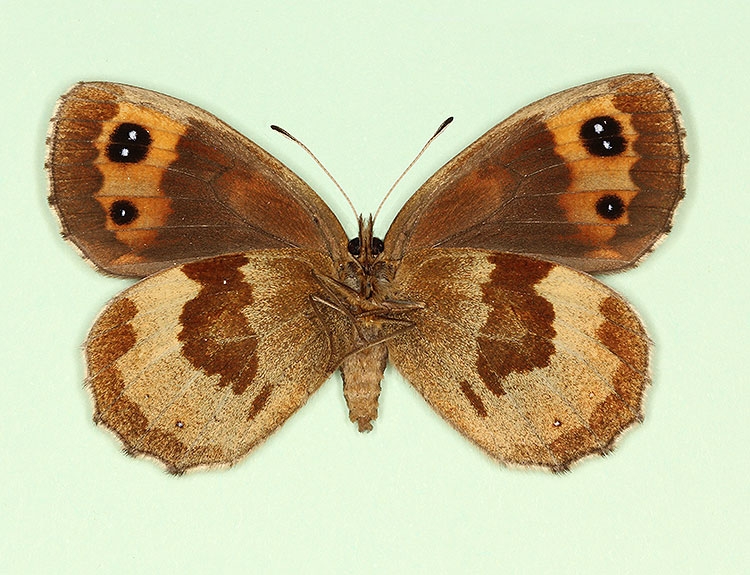 Scotch Argus (Erebia aethiops) butterfly aberrations
