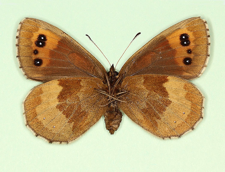 Scotch Argus (Erebia aethiops) butterfly aberrations