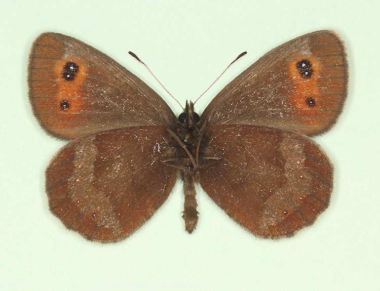 Scotch Argus (Erebia aethiops) butterfly aberrations